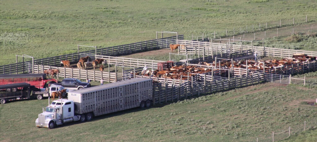 Ranch Activities | CE Ranch